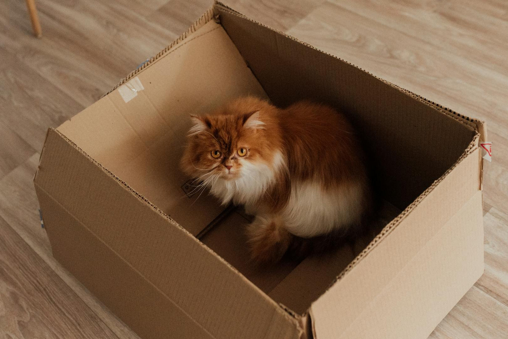 Why Do Cats Like Sitting In Random Things – West & Willow